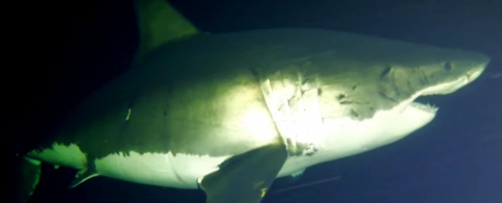 WATCH: The First Video of a Great White Shark Sleeping : ScienceAlert