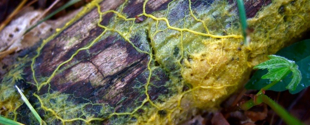 This Brainless Slime Can Share Memories by Fusing Together : ScienceAlert