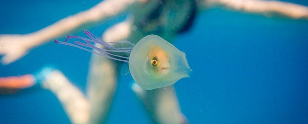 This Fish Trapped Inside a Jellyfish Is Probably Having a Worse Day ...