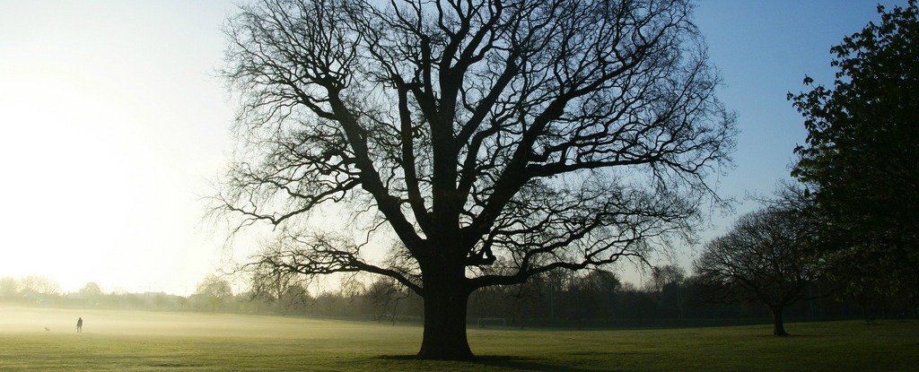 Trees Might Have Just Been Caught 'Sleeping' For The First Time ...