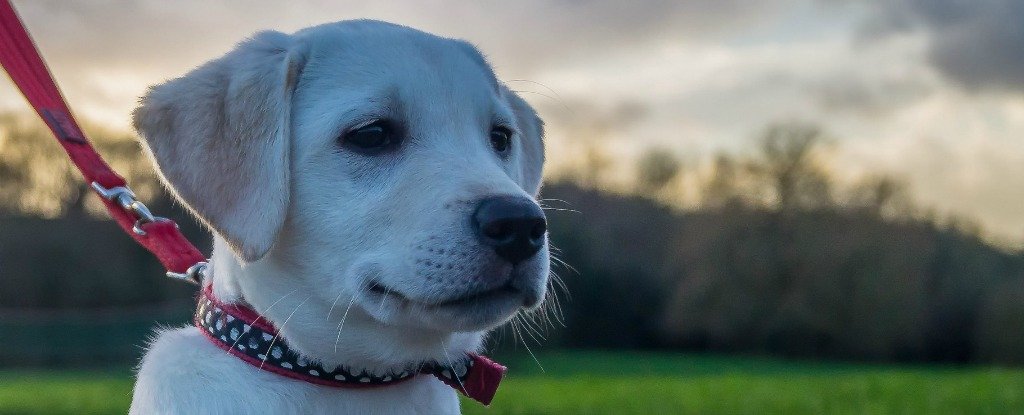 Scientists Have Finally Figured Out Why Your Labrador Is So Fat ...