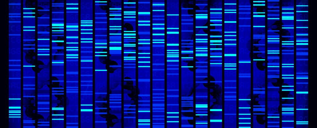 Scientists Have Identified The Genes Responsible For Ageing And a ...