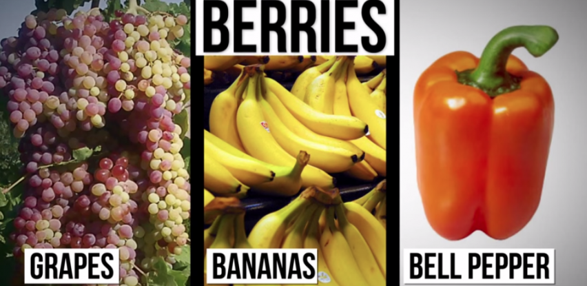 Here's Why Corn Is a Fruit, Capsicums Are Berries, And Rhubarb's a ...