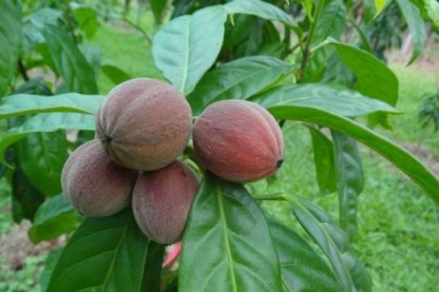 Super-Effective Cancer-Fighting Berry Discovered Growing in Australia ...