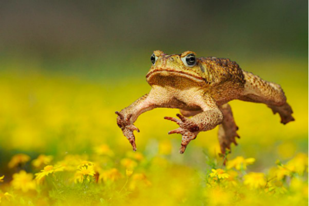 Cane Toads Accelerated Their Hostile Takeover by Evolving to March in ...