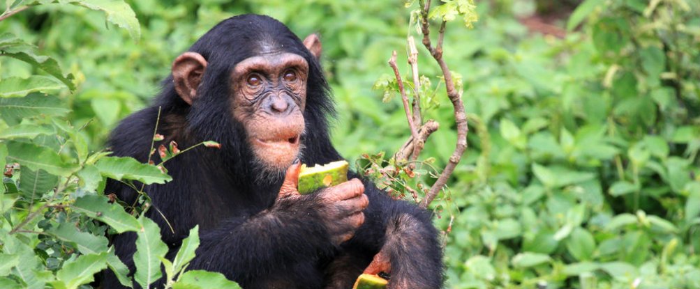 Chimpanzees Are Capable of Learning Foreign Dialects to Fit in With New ...