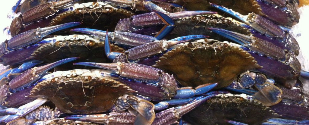 Crabs On Genitals | Pubic Lice Infestation (Crabs): Symptoms, Treatment ...