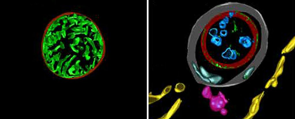 Scientists Are Finally Figuring Out Why You Only Get Mitochondrial DNA ...