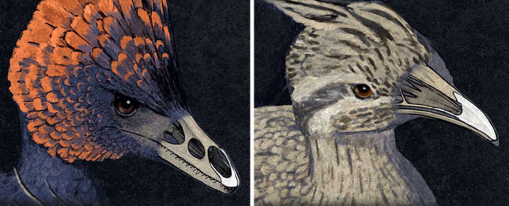 Scientists Grow Chicken Embryos With 'Dinosaur Snouts' : ScienceAlert