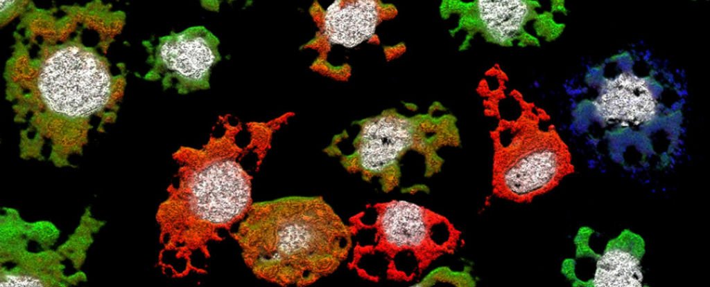 This Crazy New Virus Just Broke The Rules of Infection : ScienceAlert
