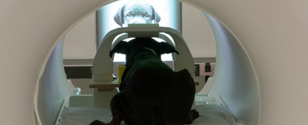 Science Shows Dogs Really CAN Recognise Our Faces : ScienceAlert