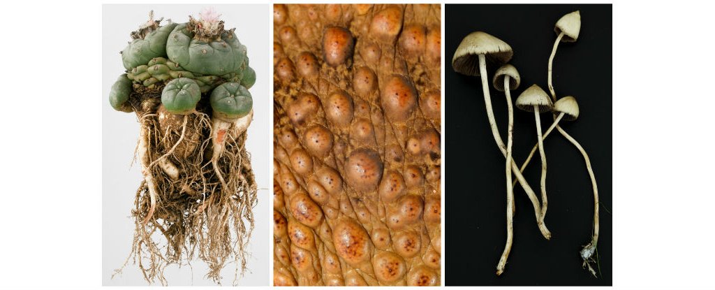 Magic Mushrooms, Hallucinogenic Toad Skins Common in Early Americas ...