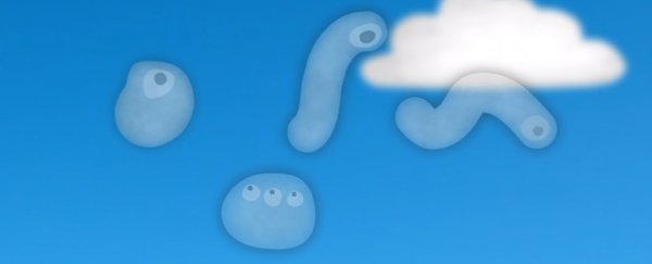 Twitter worked out that jumping spiders can see the Moon - ScienceAlert