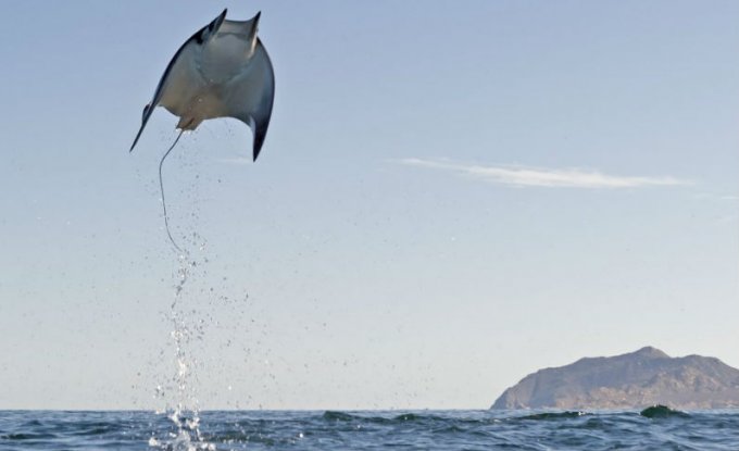 Check Out This Amazing Photo of a Flying Mobula Ray : ScienceAlert