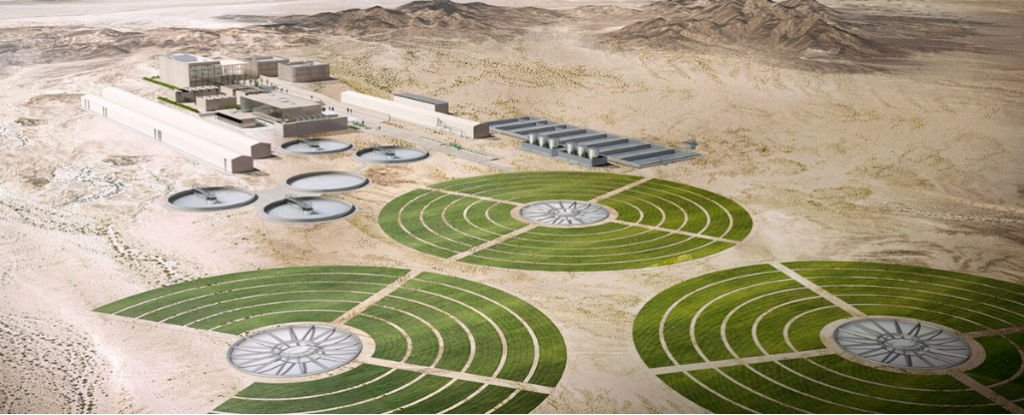 Here's How Cactus Farming Could Ease The Californian Drought : ScienceAlert