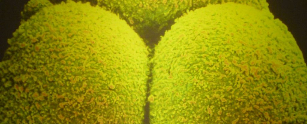 We Could Be Just Weeks Away From The First Genetically Modified Human ...