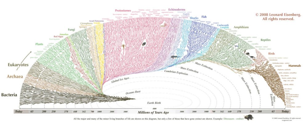 Here's The Tiny Human Twig in The Tree of Life : ScienceAlert