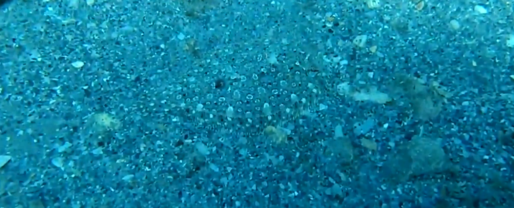 WATCH: This Fish Is So Good at Camouflaging, It's Practically Invisible ...