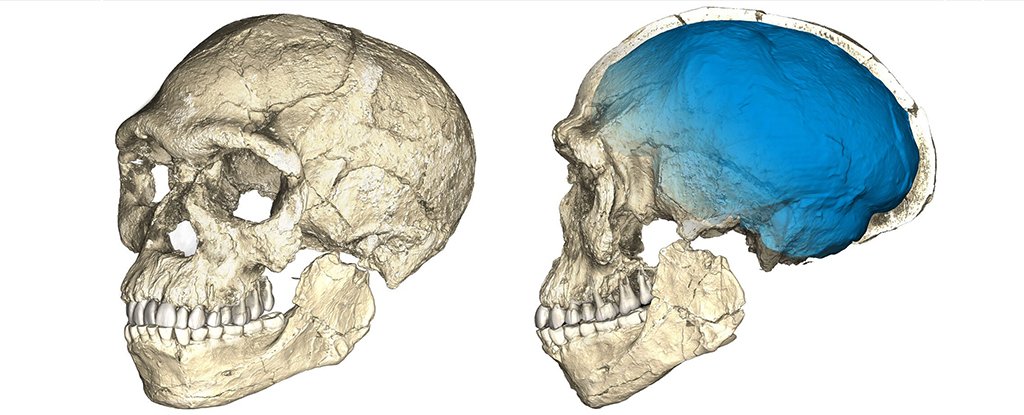 New Fossil Find Pushes Back The Origins of Homo Sapiens by 100,000 ...