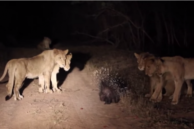 WATCH: One Porcupine Fends Off 17 Lions : ScienceAlert