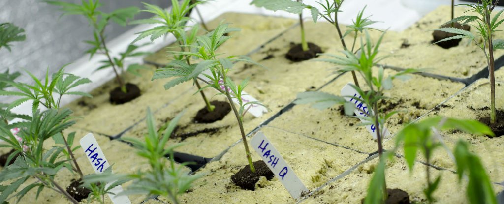 Scientists Engineer Yeast to Produce Active Marijuana Compound, THC ... Scientists Engineer Yeast to Produce Active Marijuana Compound, THC ...