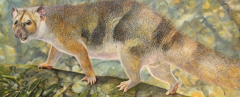 An Extinct 600-Gram 'Micro-Lion' Has Been Discovered in Australia ...