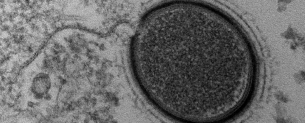 Scientists Are Reawakening a 'Giant Virus' Frozen in The Siberian ...