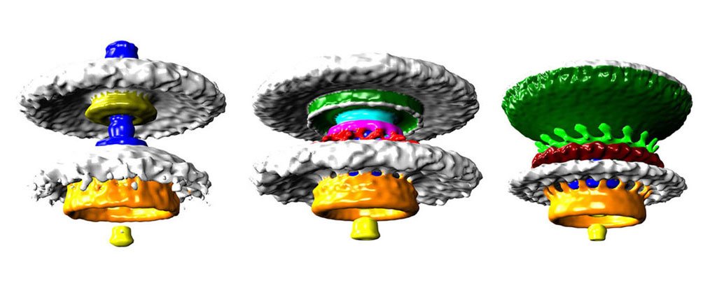 This Is Our Closest Look Ever at The Biological Motors That Power ...