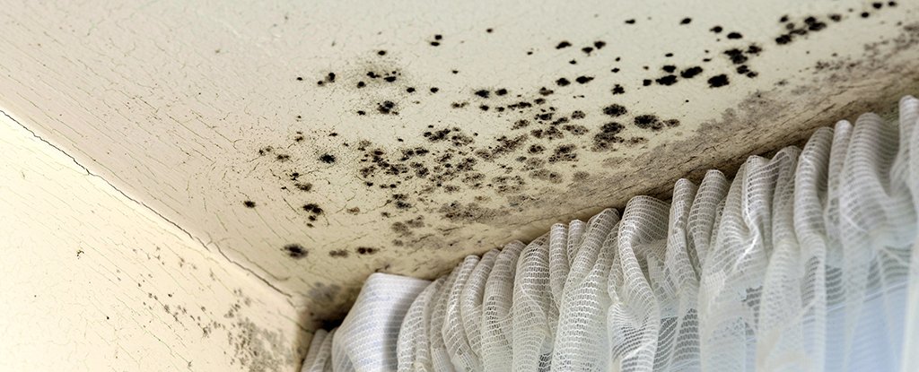 Researchers Find Mould Toxins Can Easily Become Airborne Indoors ...