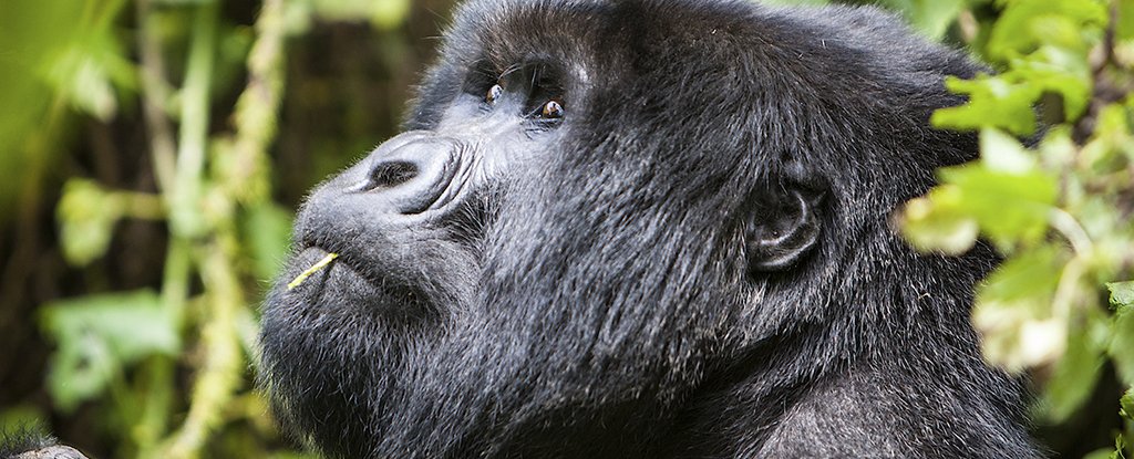 The Largest Living Primate in The World Is on The Verge of Extinction ...