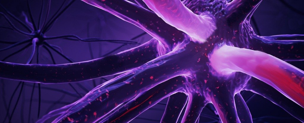 Scientists Have Discovered a Brand New Type of Neuron « AuroBlog ...