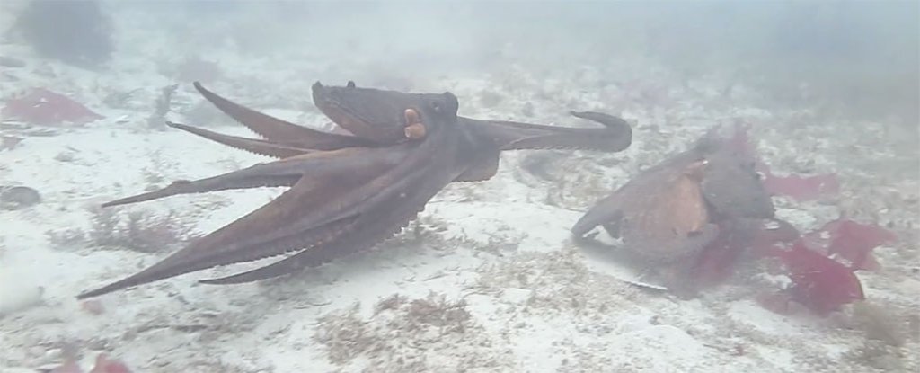 Watch: Octopus Brings a Seashell to a Tentacle Fight : ScienceAlert