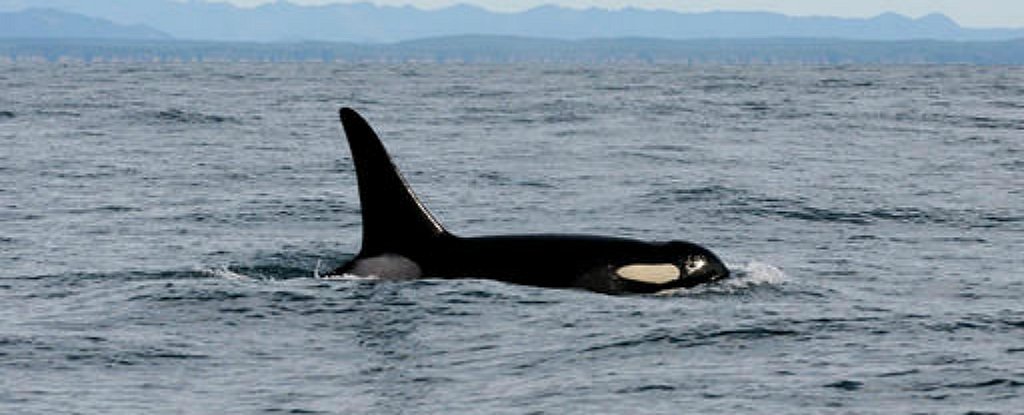It's Official: A Rare Orca Has Been Killed by Satellite Tagging ...
