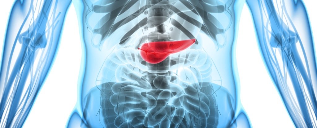 A Bioengineered 'Pancreas' Has Ended One Diabetic's Need For Insulin ...