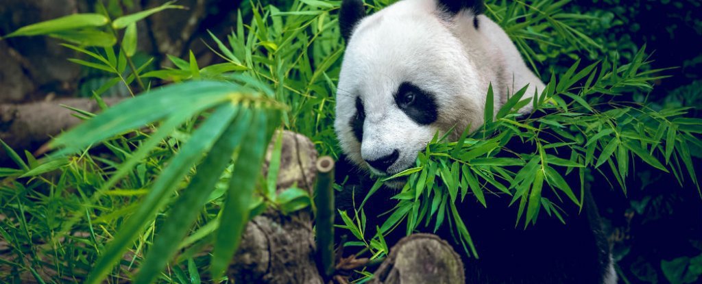 Panda Gut Bugs Haven't Kept Up With Evolution, Study Finds : ScienceAlert