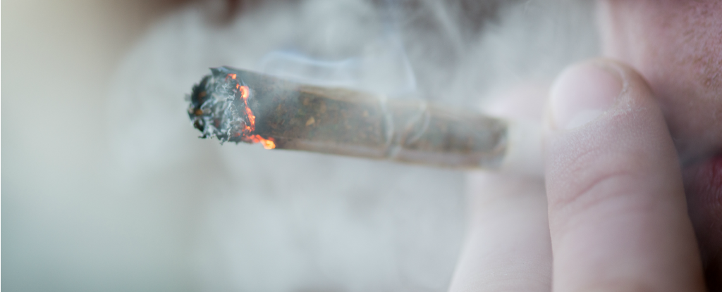Cannabis Is Being Touted as a Promising New Treatment For Crack ...