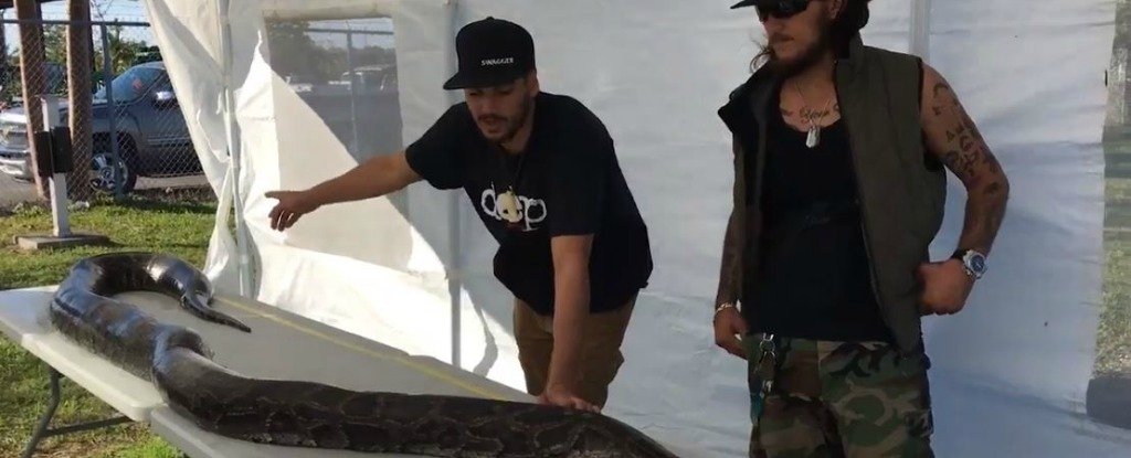 This Burmese Python Caught in Florida Is 17 Feet And We Just Can't Deal ...