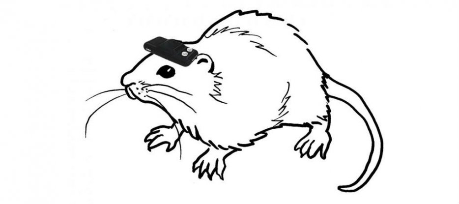 Blind Rats With Compass Brain Implants Behave Like They Can See ...