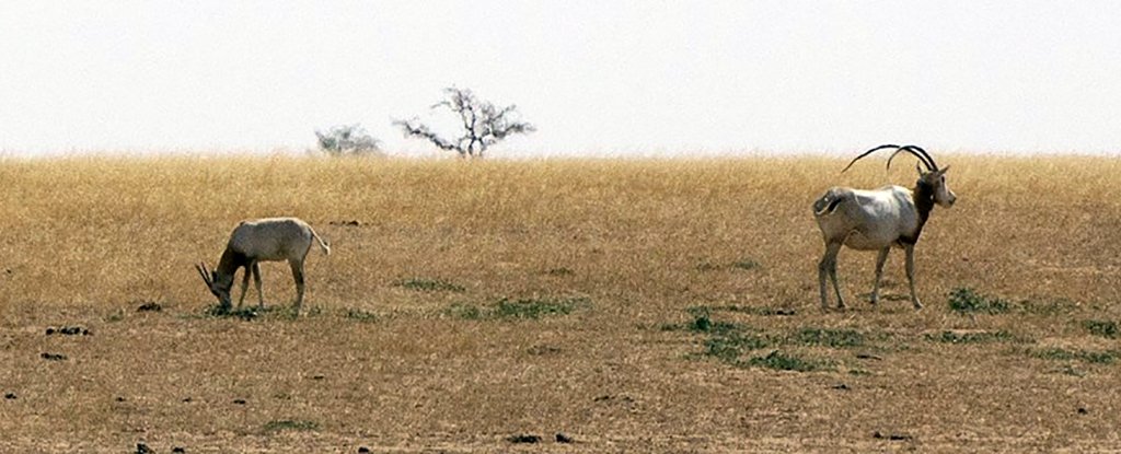 Antelopes Are Returning to The Sahara 20 Years After Going Extinct in ...