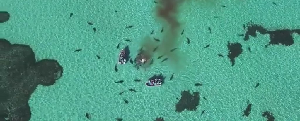WATCH: Drone Captures This Brutal 70-Shark Feeding Frenzy : ScienceAlert