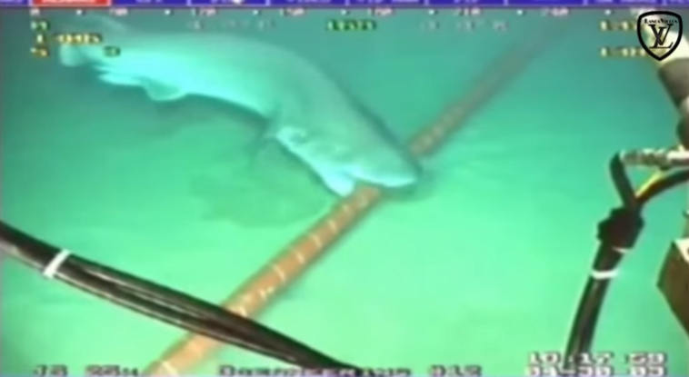 WATCH: Authorities Suspect a Shark Tried to Eat Vietnam's Internet ...
