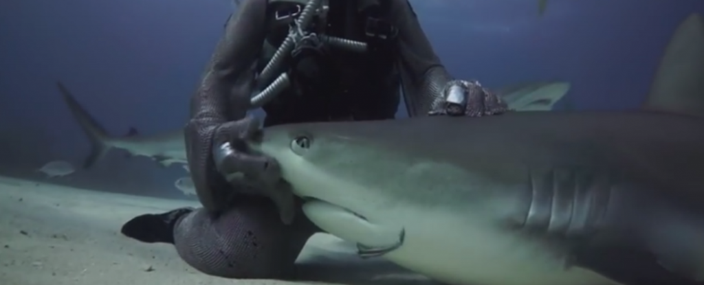WATCH: Diver Coaxes Shark Into a Tonic State, And It's Beautiful ...