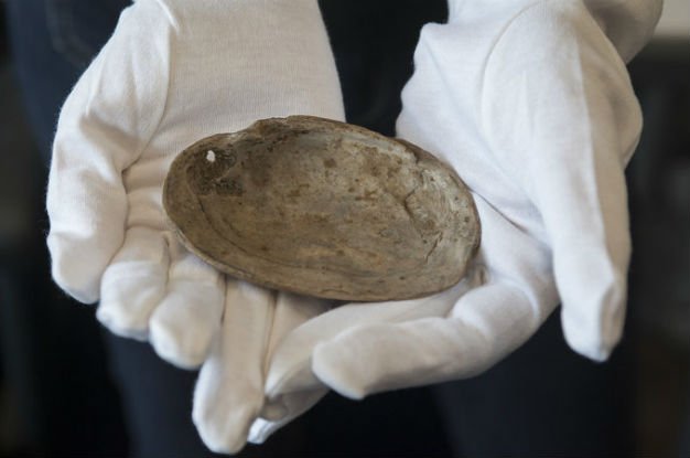 Discovery of Oldest Engravings "Rewrites Human History" : ScienceAlert