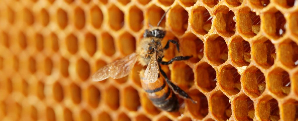 World's First 'Bee Highway' Is Being Constructed in Norway : ScienceAlert