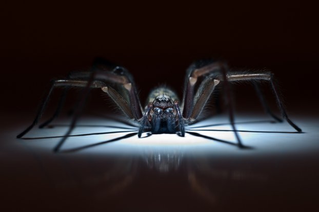 This Spider-Inspired Detector Can Sense The Flutter of a Ladybird's ...
