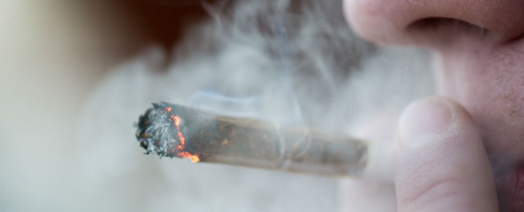 Higher Risk of Psychosis Linked to Skunk, But Not Hash : ScienceAlert