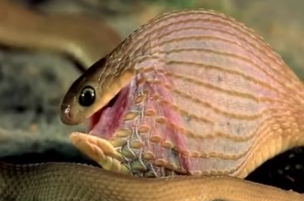 WATCH: Tiny Snake Swallows a Huge Egg Like a Pro : ScienceAlert