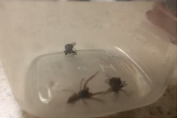WATCH: Mother Spider Explodes With Babies During a Fatal Attack ...