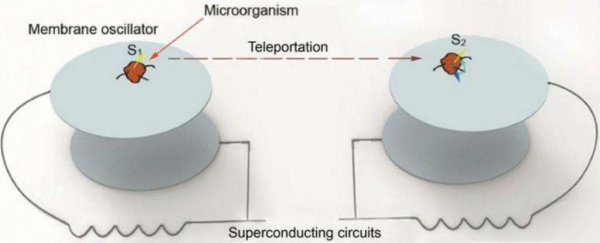 Physicists Propose New Method to Teleport The Memory of a Living ... Physicists Propose New Method to Teleport The Memory of a Living ...
