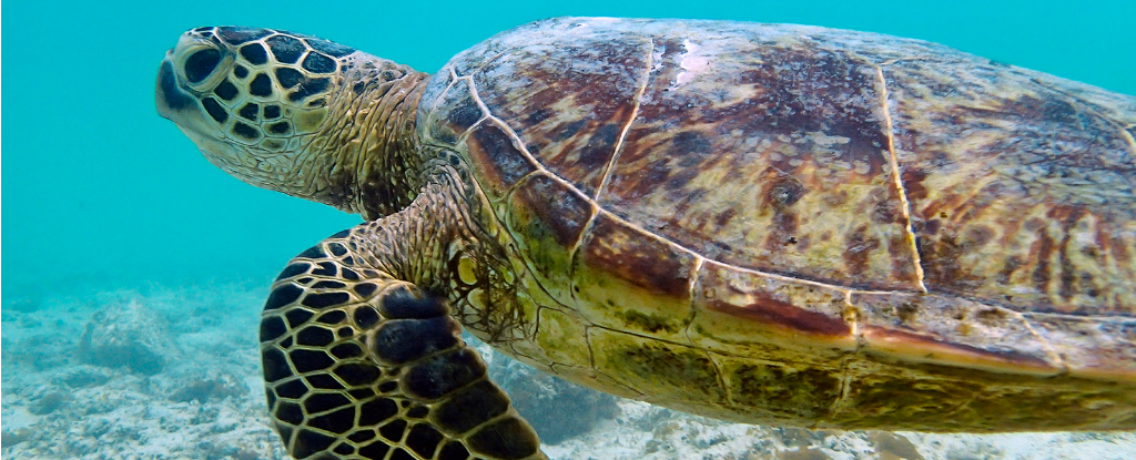 This Simple New Technique Could Save Sea Turtles From Fishing Nets ...